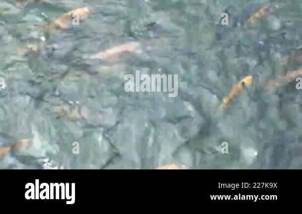 Top view angle. Various types of fish swim in the pond. Tilapia, carp ...