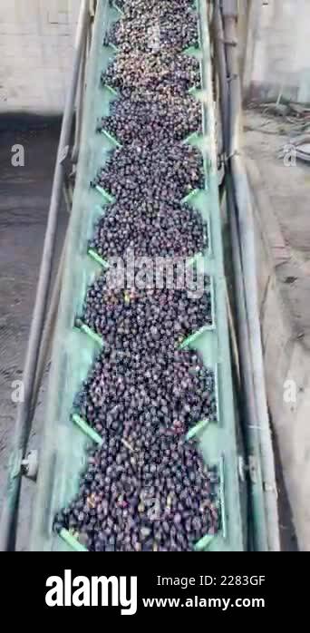 Fresh olives on a conveyor belt during sorting and processing for olive ...