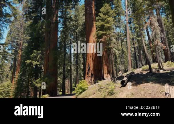 Giant redwood pines sequoia trees, Sequoia National Park, California, USA. The Sentinel Giant ...