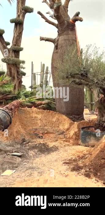 Market showcasing bold baobab trees with unique designs, market promoting sustainable ...