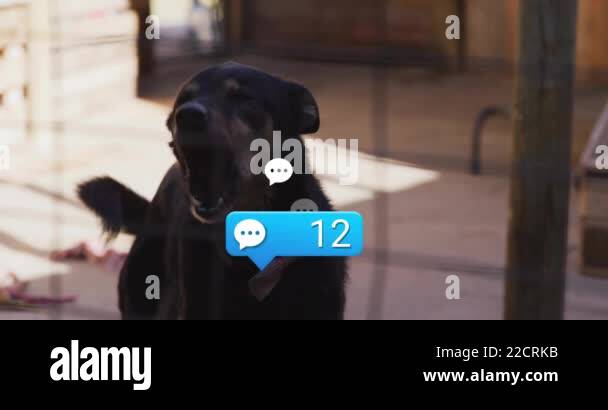 Dog barking with 47 chat bubbles animation over outdoor background. Pet ...