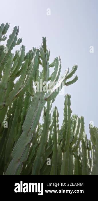 Tall euphorbia candelabrum cacti with green segmented stems reach ...