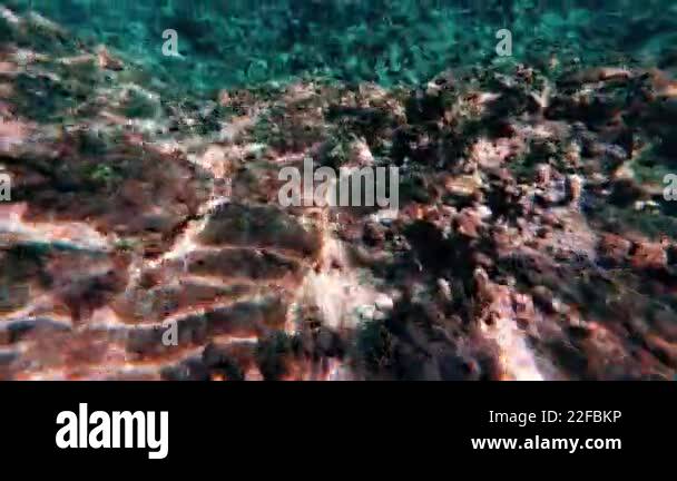 Underwater snorkelling cyprus fish and marine life blue azure waters ...