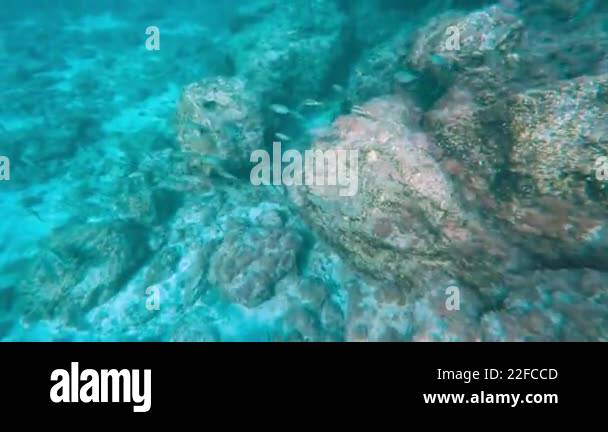 Underwater snorkelling cyprus fish and marine life blue azure waters ...