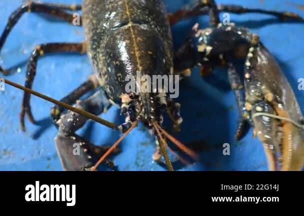 Detailed Close-up of a Living Freshwater Crayfish on a Blue Background ...