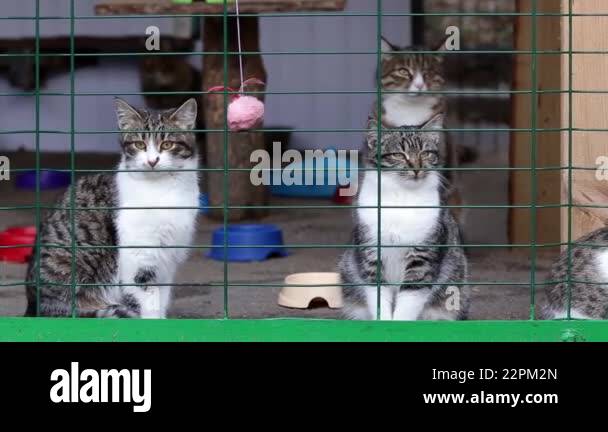Stray cats in an animal shelter.Cats in shelter waiting for adoption ...