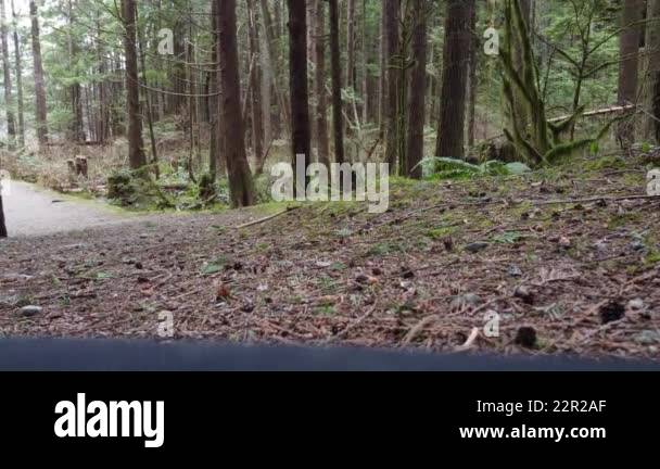 Floating above the forest trail surrounded by towering spruce trees ...
