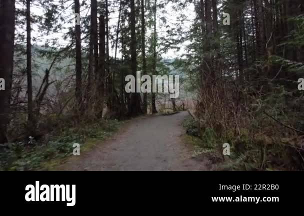 Gliding above the forest floor and between the spruce trees on a moody ...