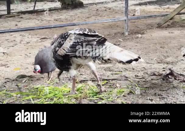 Young large turkeys live on a rural farm Stock Video Footage - Alamy
