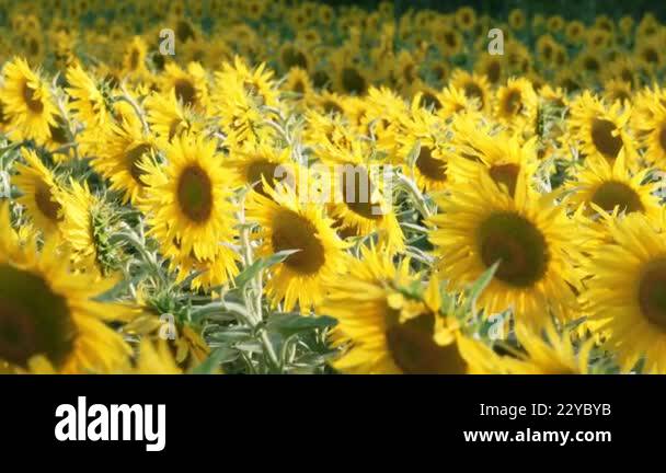 Sunflowers plants blooming in field. Floral background, landscape ...