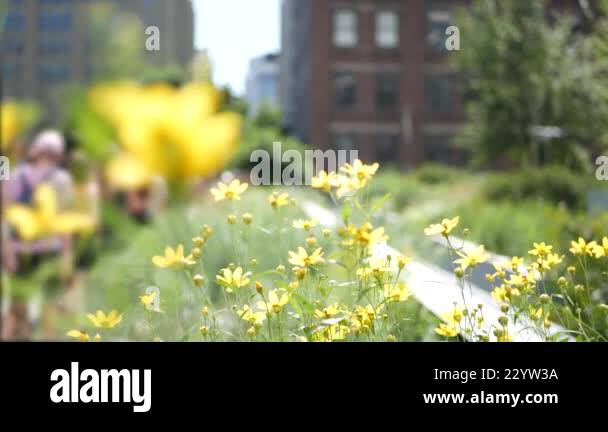 New York City High Line elevated greenway, Manhattan Midtown, USA ...