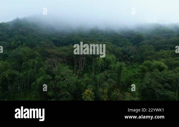 Aerial Drone View at Green Forest Trees on Beautiful Mountains of Asia Land. Journey Trip to ...