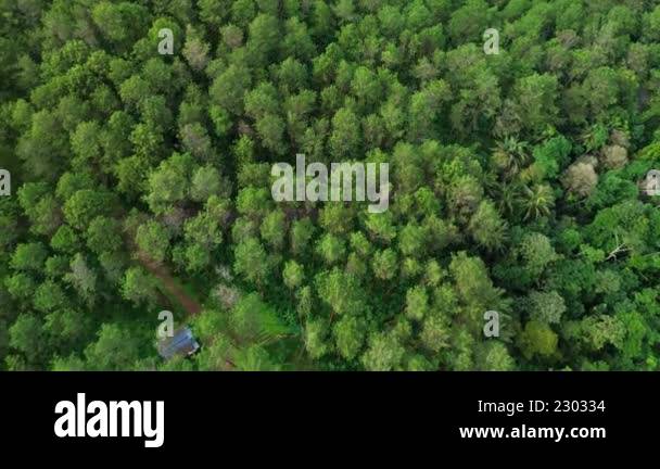 Aerial footage of a beautiful and dense pine forest area in a hilly ...