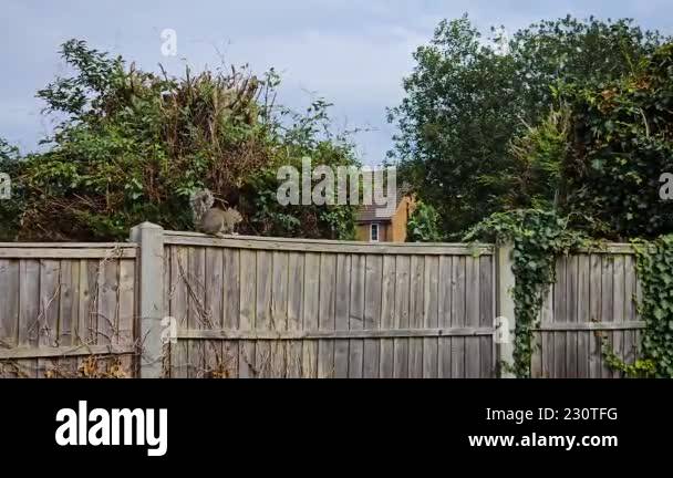 Curious Squirrel Perched on Wooden Fence Amidst Lush Greenery and ...