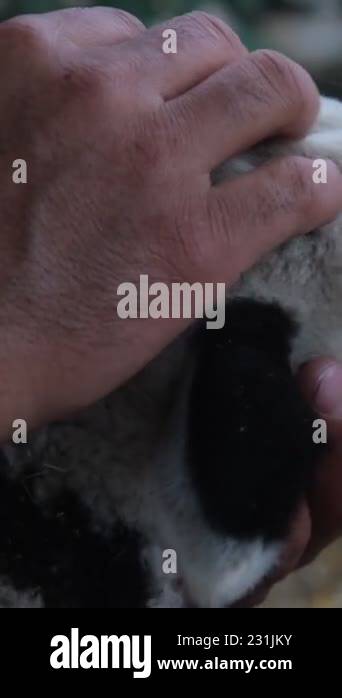 Male hand loving piebald lamb, love of animals, image of male hand ...