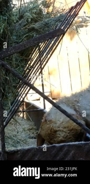 Sheep Eating Hay Animal Farm, to give hay, to feed the animals in the ...