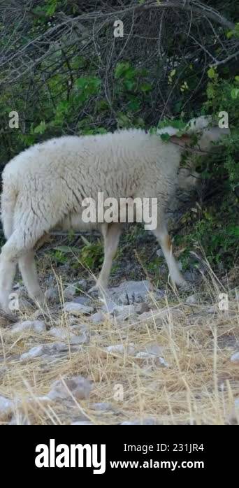 leaf-eating lamb ,flock of woolly sheep eating forage on the mountain ...