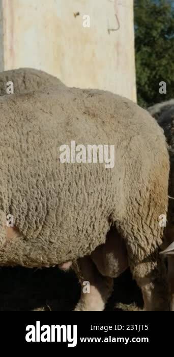 Sheep drinking water, white wool ram, flock of sheep drinking water ...