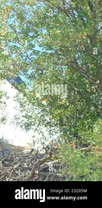 Man cutting wood with chainsaw forest, lumberjack cut trees, pruning ...