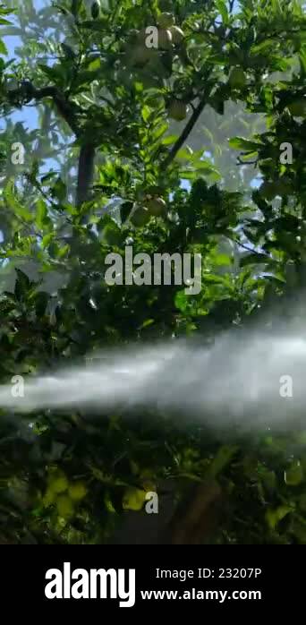 old farmer gardening, horticultural care, spraying green trees, man ...