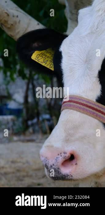 sweet little cow calf, calf face in close-up, natural village life ...