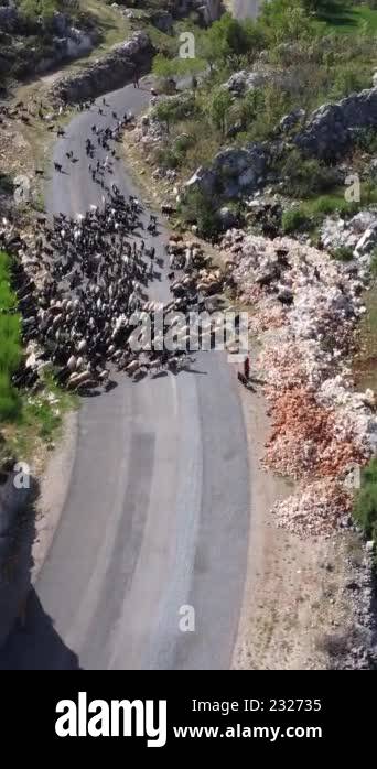 Aerial view of Yoruk goats on the move on forest road, goats moving in ...
