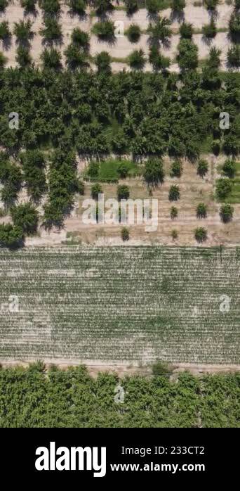 Aerial Farm Garden, rows of tree gardens, farmland drone foot, apple ...