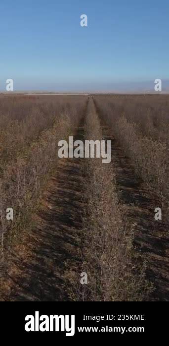 Drone view of dry apple orchard taken in autumn, dwarf fruit trees ...