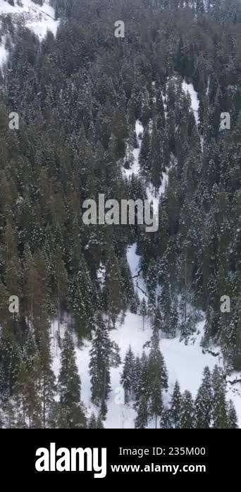 Large forest area, drone view of very wide and dense coniferous forest ...