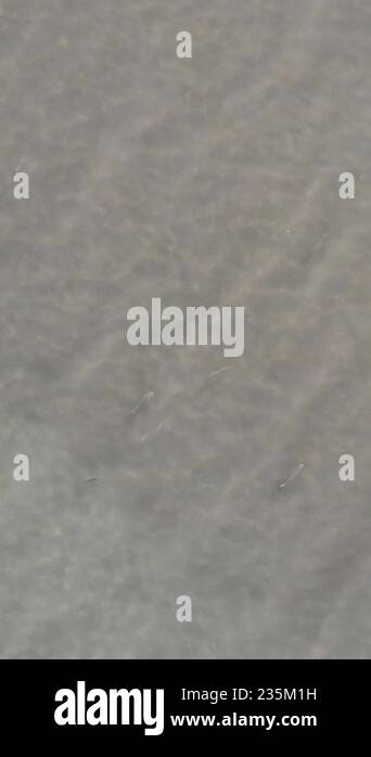 Drone view of fish playing in shallow water, fish in rough sea water ...