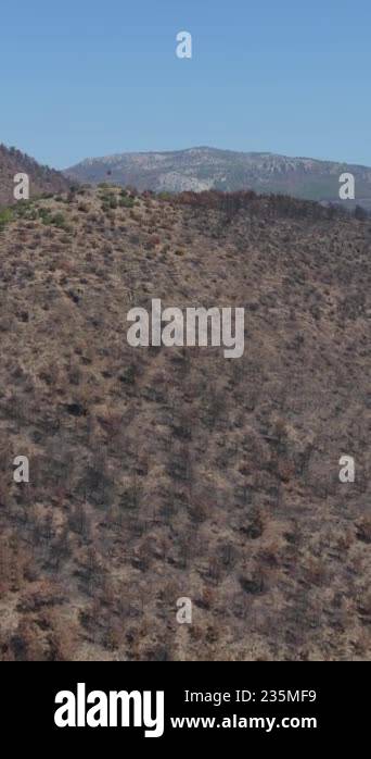 Pine tree after fire, Trees and dried earth on the slope of a hill ...
