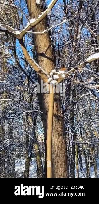 A forest squirrel run along the bark of a tree trunk in winter ...