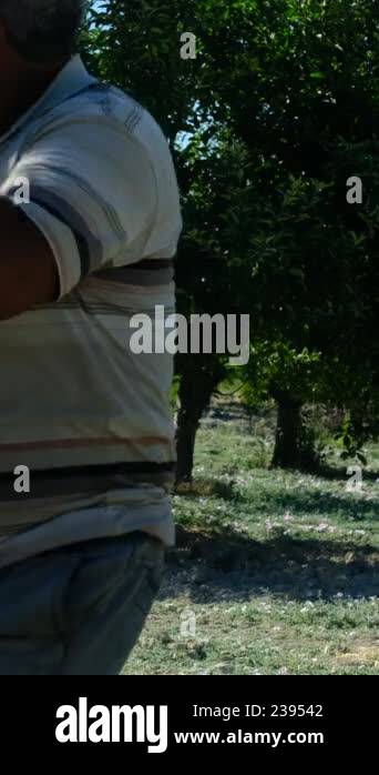 man spraying pesticides with hose, horticultural care, spraying green ...