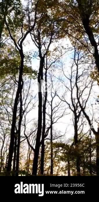 Afternoon view of dense and tall forested forest, different tree ...