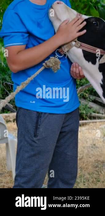 Heifer-loving farmer, man showing love to the calf, human-animal ...