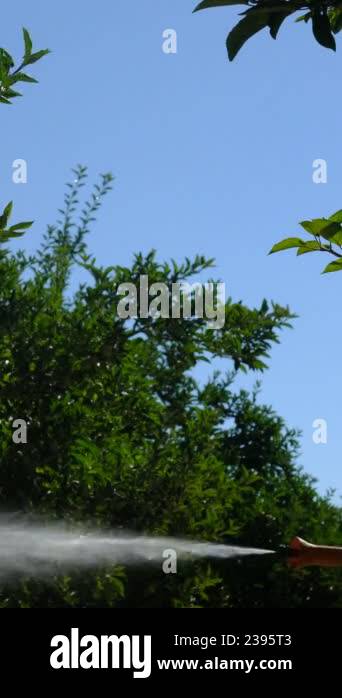 spraying apple tree leaves, horticultural care, spraying green trees ...