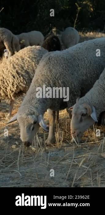 grazing animals, woolly lambs roam together, animals produced for their ...