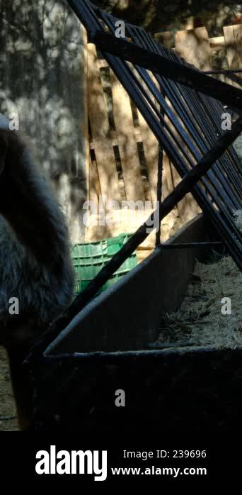 Sheep Eating Hay Animal Farm, sheep eating food, image in animal barn ...