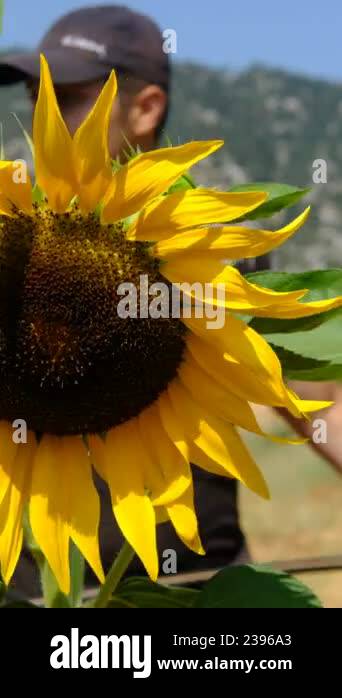 Sunflower swaying wind, male worker working behind sunflower, workers ...