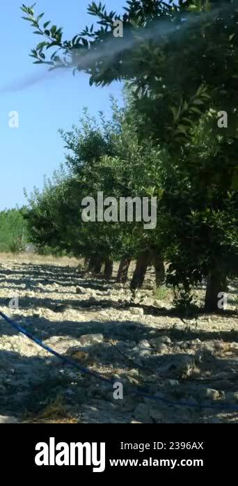 old man spraying to apple tree, horticultural care, spraying green ...