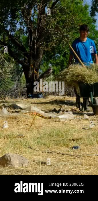 Gardener loading weed into wheelbarrow, transporting dried grass ...