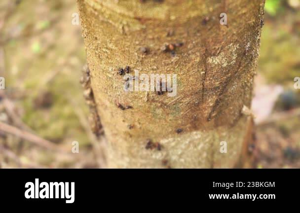 Colony of Ants Crawling on a Tree Trunk Stock Video Footage - Alamy