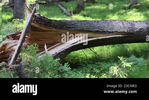 Panning shot of a large broken pine tree in the grass put down by a ...