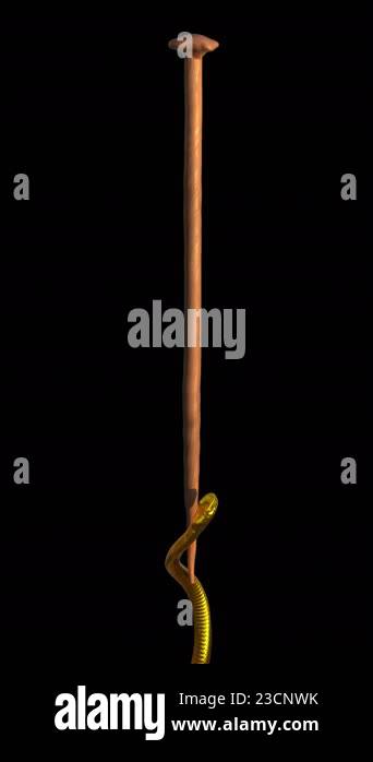 Symbol of Medicine Snake and Staff of Asclepius Vertical 3d Animation ...