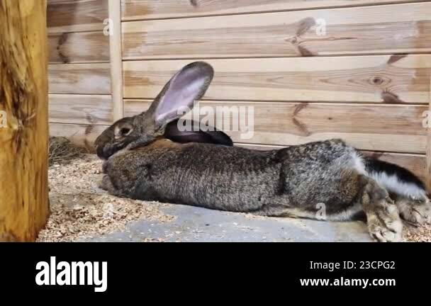 Large domestic rabbit. Farm, household, breeding rabbits in an ...