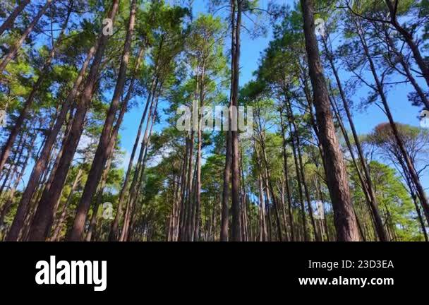 Pine trees line the green forest under the blue sky. The green grass ...