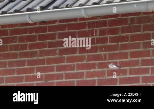 Common house martin birds flying to their nest under the rooftop and ...