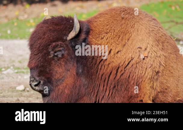 The American bison or simply bison, also commonly known as the American ...