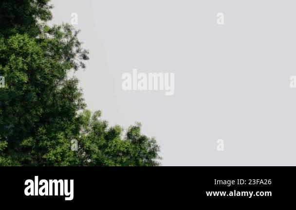 tree top view plant landscape architecture nature garden aerial render ...