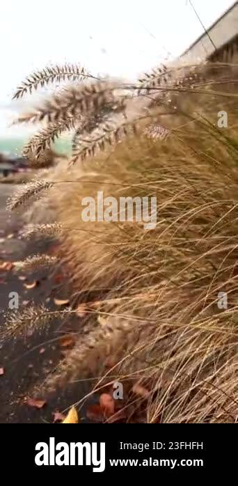 Morning dew on Pennisetum grass, forming a soft bokeh against autumn ...